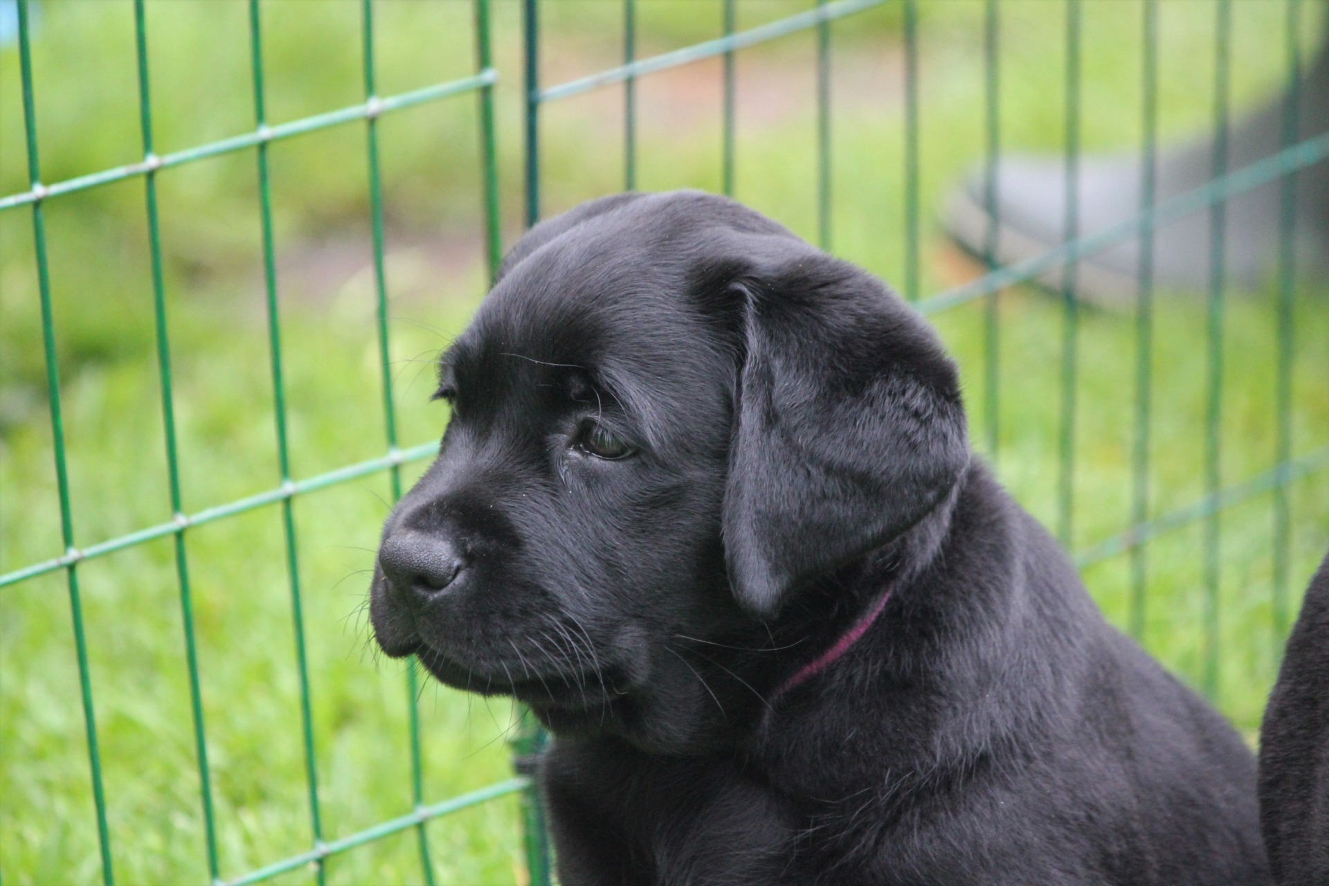 Lövholmen's A Black Diamond :: Lövholmen's Kennel - Labrador Retriever